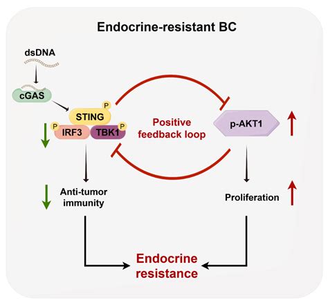华南恶性肿瘤防治全重室团队发现乳腺癌内分泌治疗抵抗的新机制及其靶向干预策略