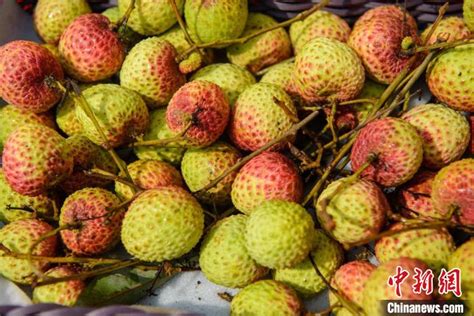 今年首批海口荔枝发车，新品“仙桃荔”正式发布！ 国际果蔬报道