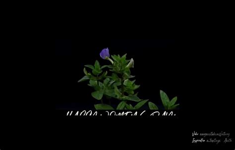 maptheclouds on linkedin threejs webgl gsap animation flowers