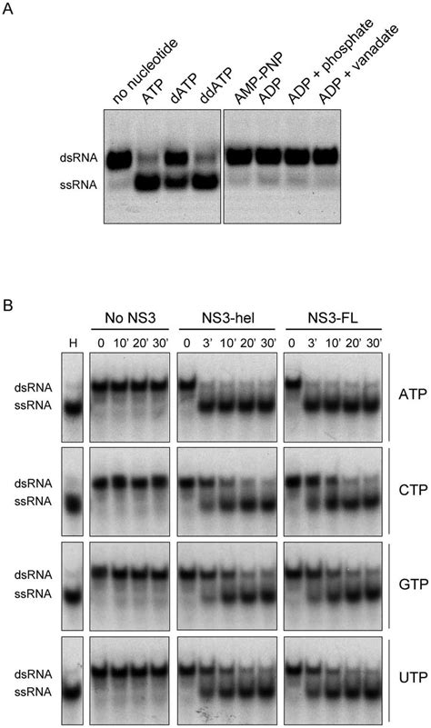 Ntp Utilization In Rna Unwinding Reactions A Different Nucleotides Download Scientific