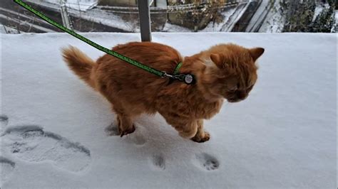 Привітання з першим снігом ️ ️ ️ Youtube