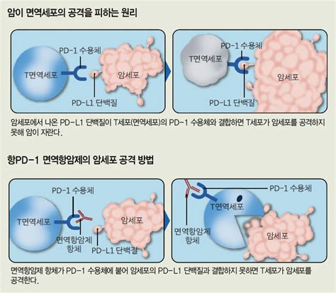 면역항암제 작용 원리는 네이버 블로그
