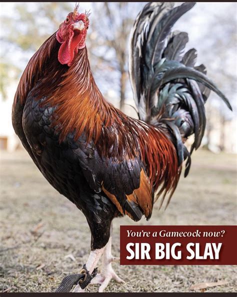 Wire2wire On A Tuesday Hop In By The Fan Upstate Uh Diesel I