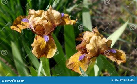 The Flowers Of Dwarf Bearded Iris Glint Against A Blurred Background Of The Garden Stock Image