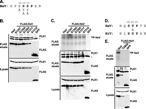 Hendra Virus V Protein Plk1 Interaction And Phosphorylation Require An Download Scientific