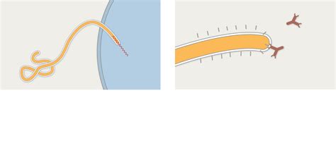 Treating Ebola The Hunt For A Drug The New York Times