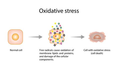 Free Radicals Affect Your Skin Causing Signs Of Ageing Healthy Life Essex