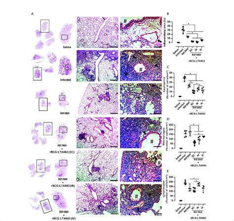 Histopathological Analysis Of The Lungs Of Mice Treated With Download Scientific Diagram