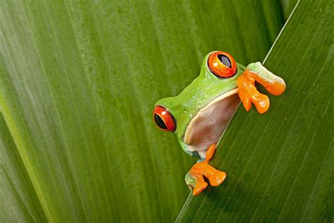 Screaming Frog Custom Extractions A Guide To Extracting Crawl Data A