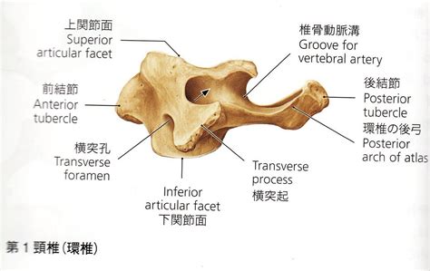 脊椎である腰椎の構造とは？！ 頸椎や胸椎についてもご紹介！ 一寸先は痛み！理学療法士が作る痛みと原因の説明書！