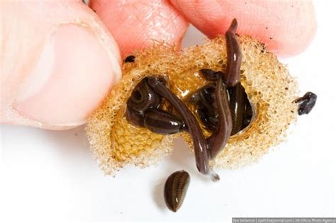 Photos From A Leech Farm Neatorama