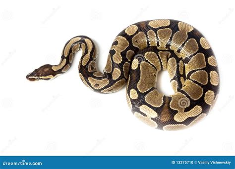 Python Royal Ou De Bille De Fondation Royale Photo Stock Image Du