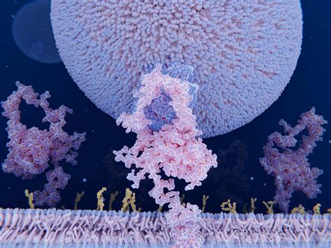Ldl Particle Binding To The Ldl Receptor On A Cell Membrane Finished Projects Blender Ldl Particle Binding To The Ldl Receptor On A Cell Membrane Finished Projects Blender