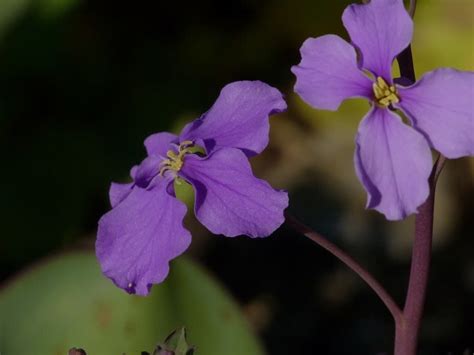 ムラサキハナナ紫花菜 大紫羅欄花 諸葛采 花大根 HAYASHI NO KO