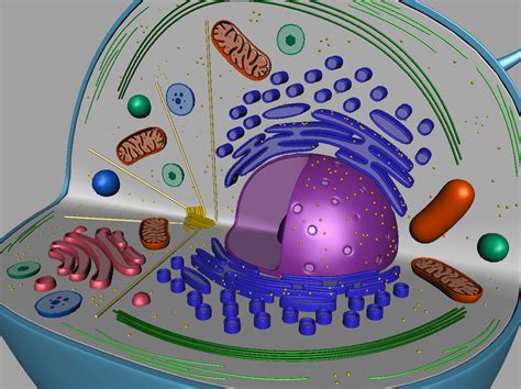 Using Imagej To Measure Cell Number And Crosssectional