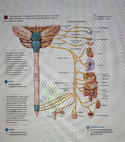 Solved 4 1 Which Has Longer Postganglionic Fibers To The