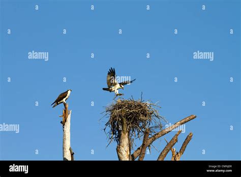 Mating On Nest Hi Res Stock Photography And Images Alamy