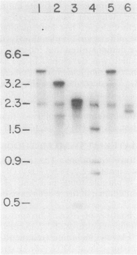 Restriction Analysis Of Extrachromosomal Hbv Dna Low Molecular Weight