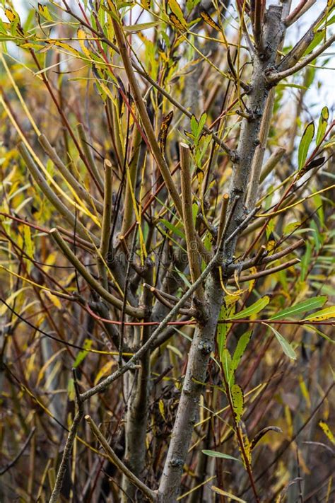 Salix Purpurea Purple Willow Or Osier Is A Species Of Salix Native To