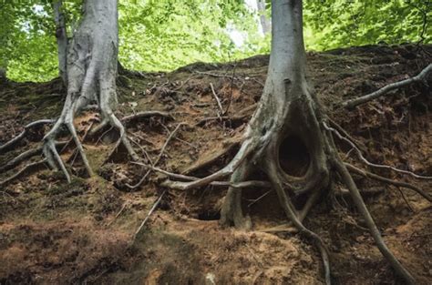 Common Tree Root Problems And How Root Management Services Can Help Texas Tree Transformations