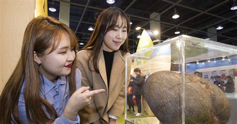 세상에서 가장 큰 씨앗