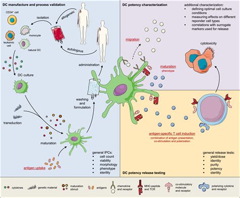 Dendritic Cells Antigen Presentation