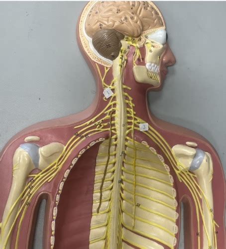 FINAL LAB EXAM PLEXUS AND NERVES Flashcards Quizlet