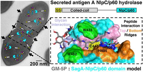 肠球菌 Nlpc P60 肽聚糖水解酶 Saga 定位于细胞分裂位点，蛋白酶活性仅需要催化二元体 Biochemistry X Mol
