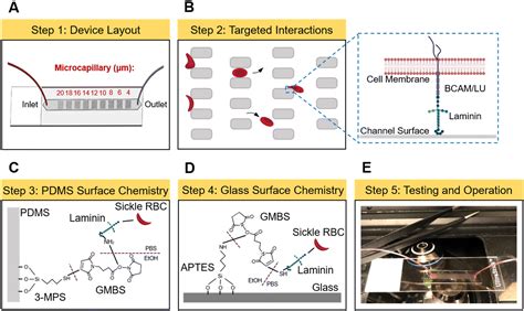 Microfluidic Concurrent Assessment Of Red Blood Cell Adhesion And
