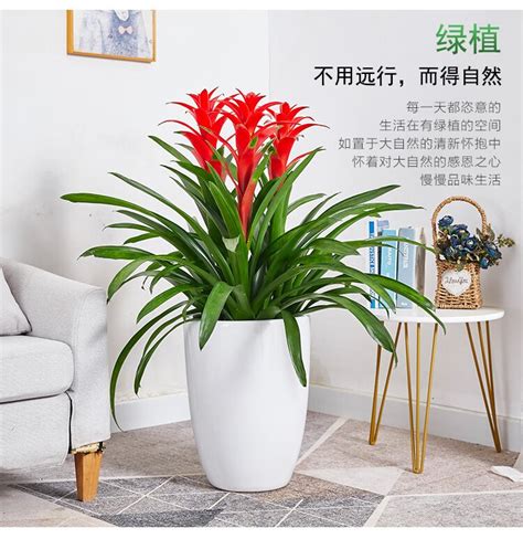 小盆栽办公室桌面推荐盆栽白掌 西安花卉租摆 绿植租赁 花卉养护 植物租摆 盆栽出租 办公室植物租赁公司