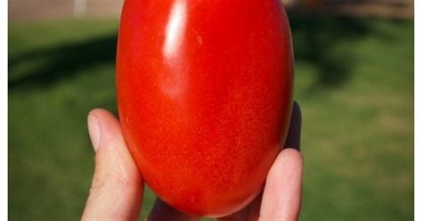 Домат Галилея Ф1 / Galilea F1 - Agrompro.com