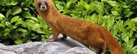 黄鼠狼是什么 黄鼠狼简介 知秀网