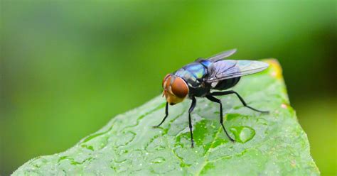 Musca Domestica Housefly Amusca