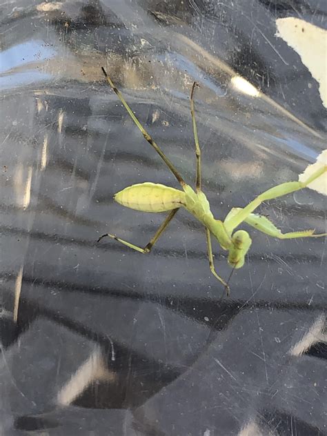 Giant African Mantis Sex R Mantids
