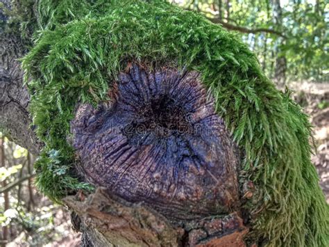 Tree With A Human Face Stock Image Image Of Nature 203318803