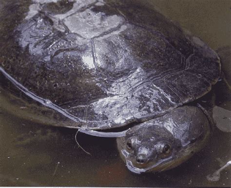 Tortuga Mesoclemmys Zuliae Cabeza De Sapo De Zulia