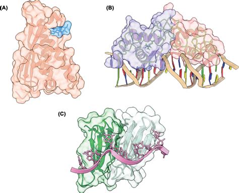 Protein Domains That Bind Other Biological Molecules Select Examples Of Download Scientific