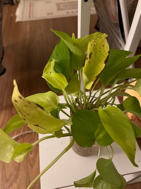 스킨답서스 이파리 썩은건가요 지식in