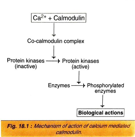 Diagram Of How Calcium Levels Are Controlled A Schematic Dia