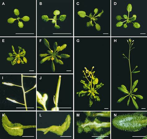 The Phenotype Of The Mod1 Mutant Download Scientific Diagram