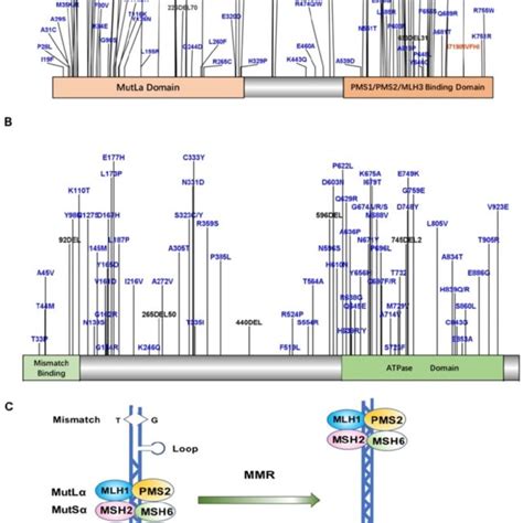 A Map Of Apc Protein Mutation Sites B Model Of The Contribution Of