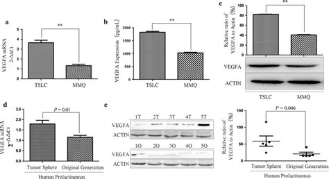 Vegfa Expression Was Up Regulated In Mmq Tumor Stem Like Cells And
