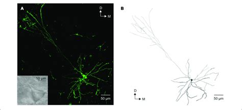 Morphological Identification Of Layer V Pyramidal Neurons From The Download Scientific