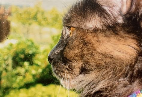 Ultimate Guide How To Draw Paint Cat Noses Paws By Zann Pet Portraits