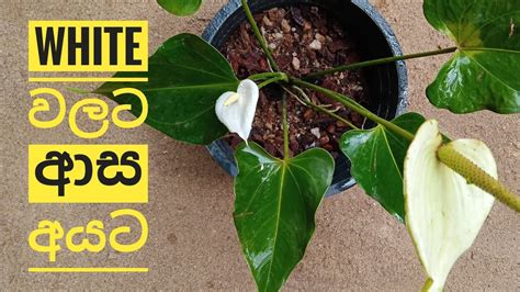 No 37 White වලට ආස අයට වටිනා Package එකක් Youtube