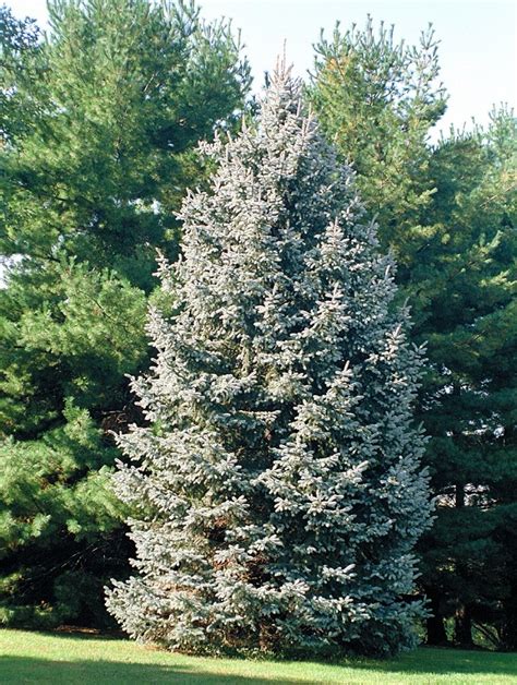 White Spruce Picea Glauca Tree Facts Habitat Uses Pictures