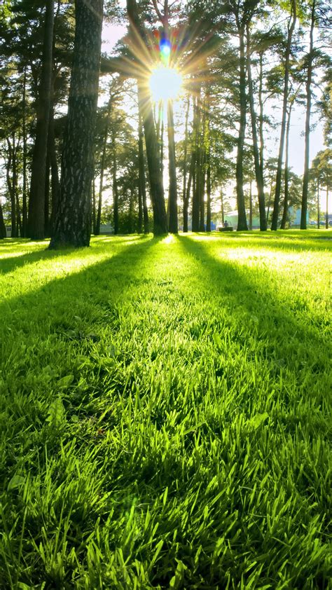 Download Wallpaper 2160x3840 Trees Grass Sun Light Samsung Galaxy S4