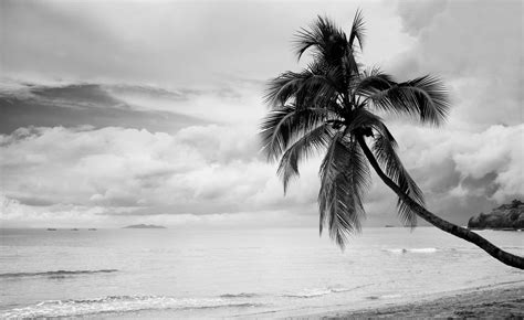 100 Black And White Tree Wallpapers Wallpapers Com