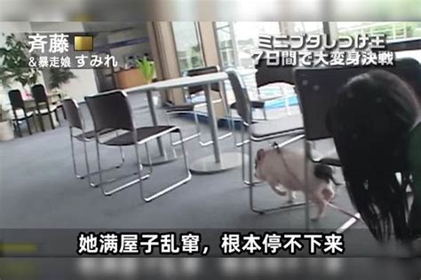 日本训猪大赛：7天让猪学会推车，快别耽误孩子考大学了！大赛孩子日本