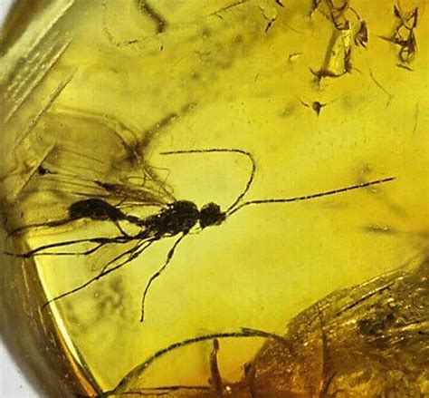 A Tour Of Some Of My Favorite Fossil Specimens Part 3